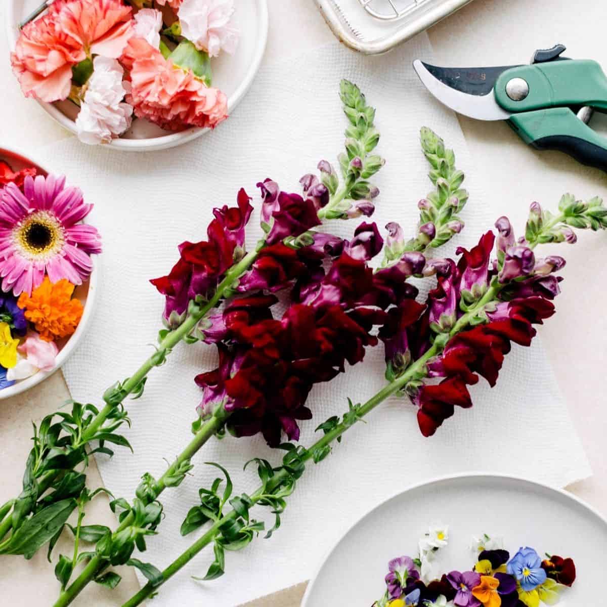 How to Decorate a Cake with Flowers - Emily Laurae